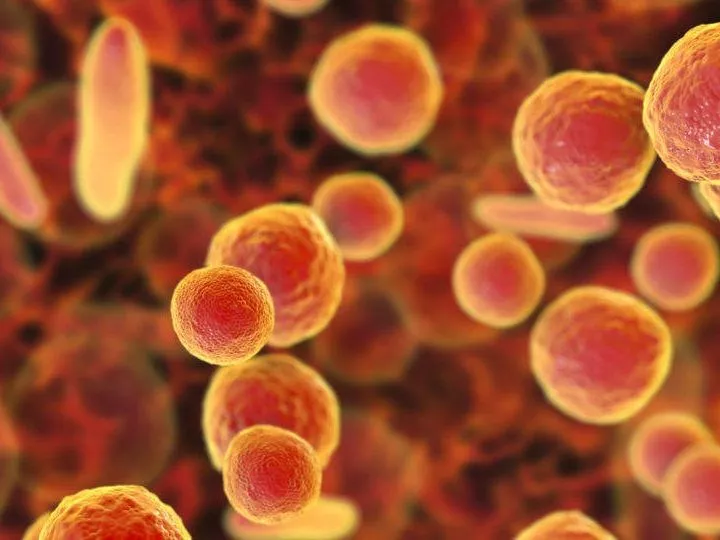 Mycoplasma Hominis - Symptoms, Testing and Treatment in Kuala Lumpur ...